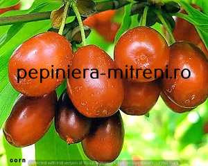 Pepiniera Mitreni - Arbusti Fructiferi