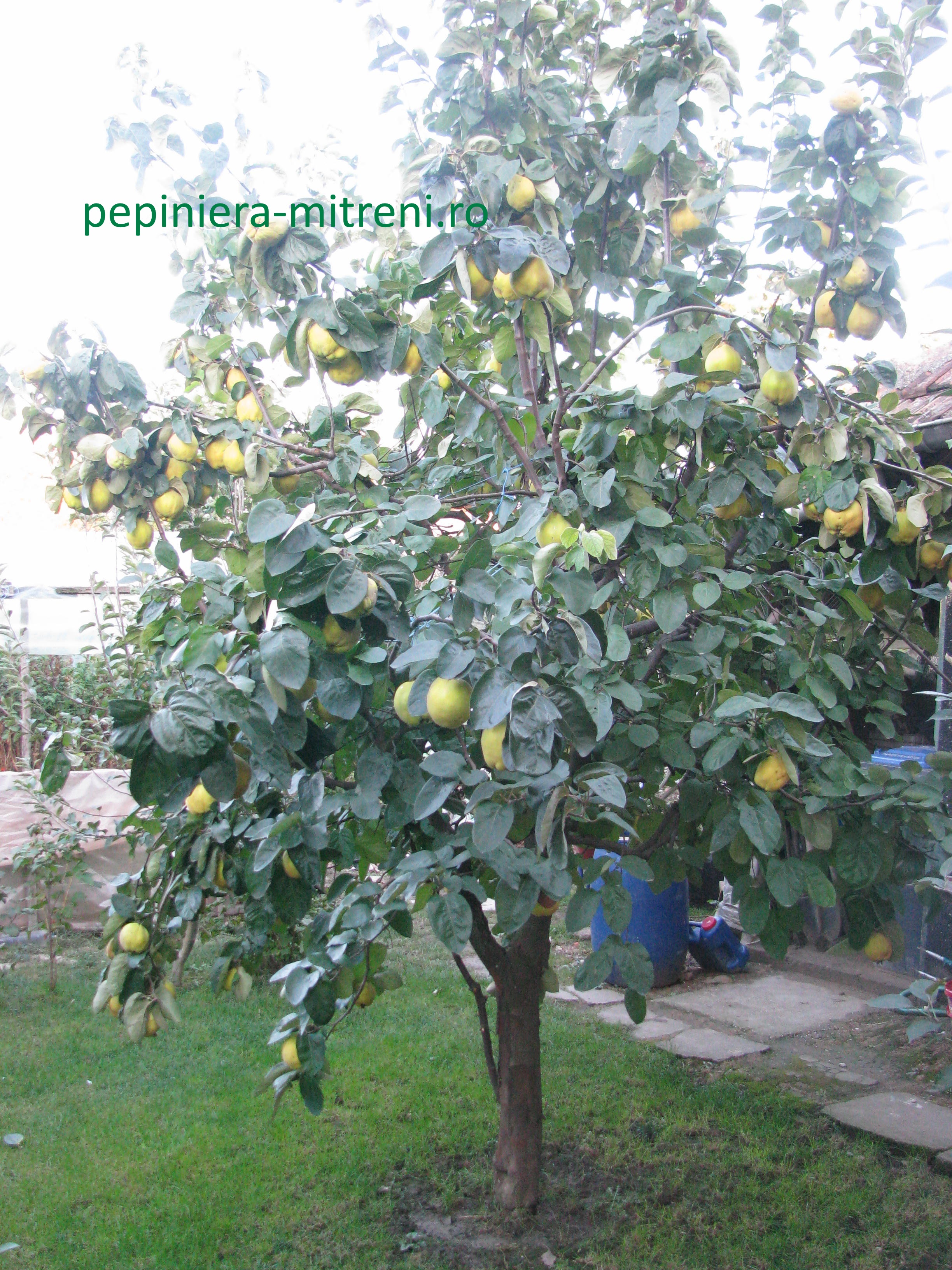 Pepiniera Mitreni - Activitati