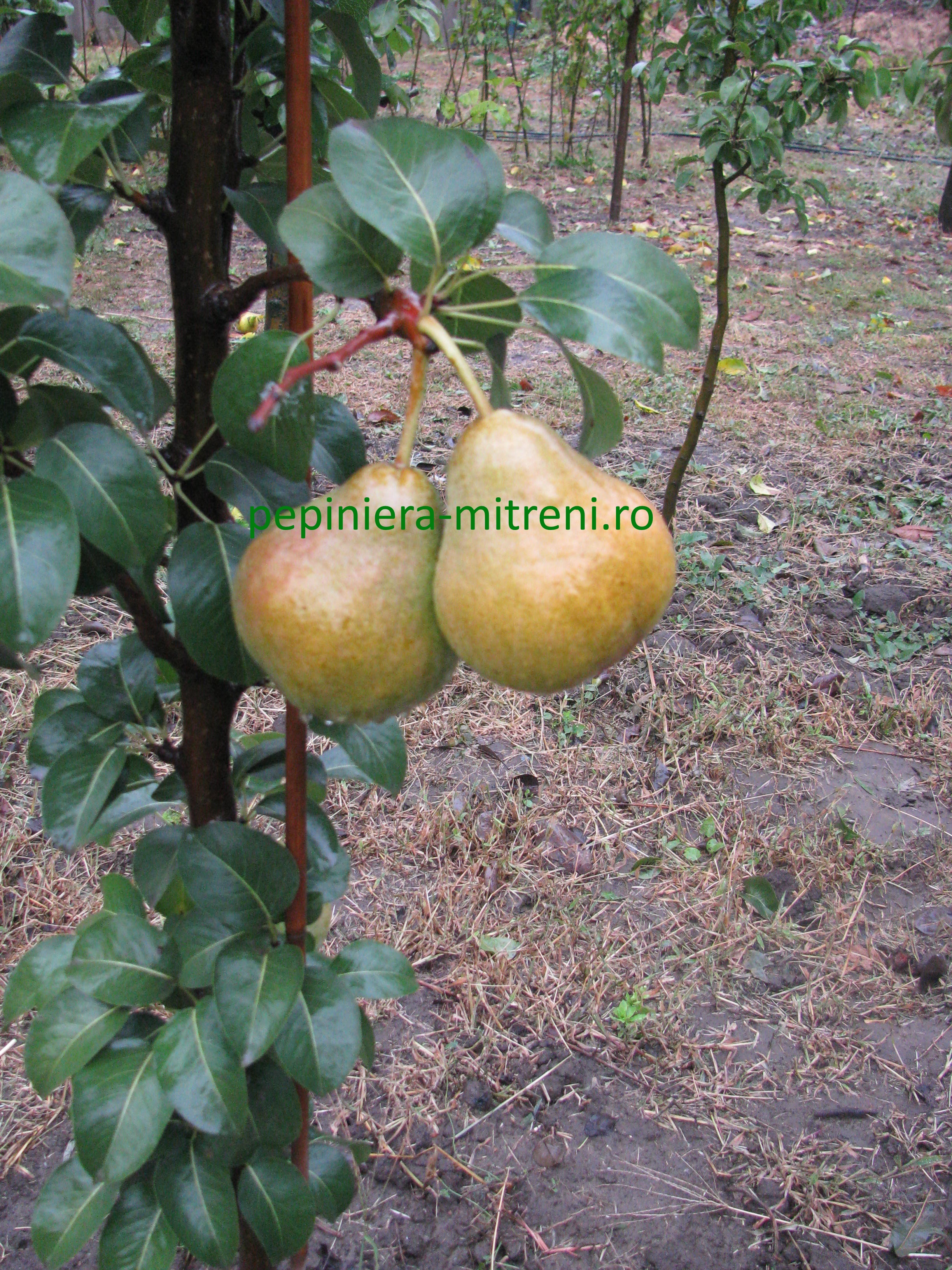 Pepiniera Mitreni - Activitati