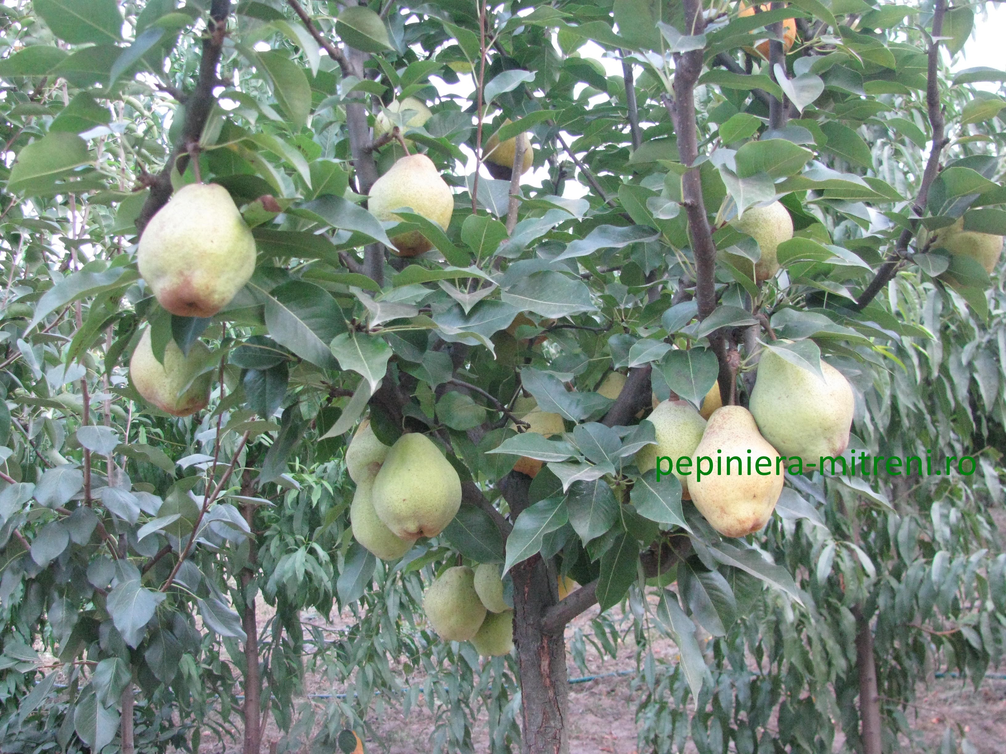 Pepiniera Mitreni - Activitati