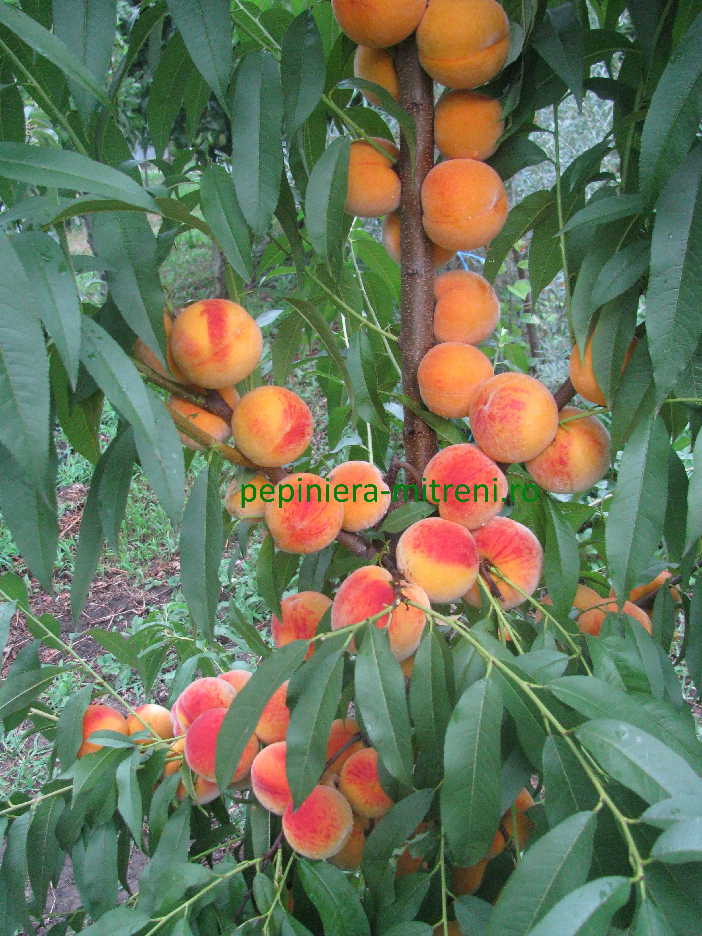 Pepiniera Mitreni - Activitati