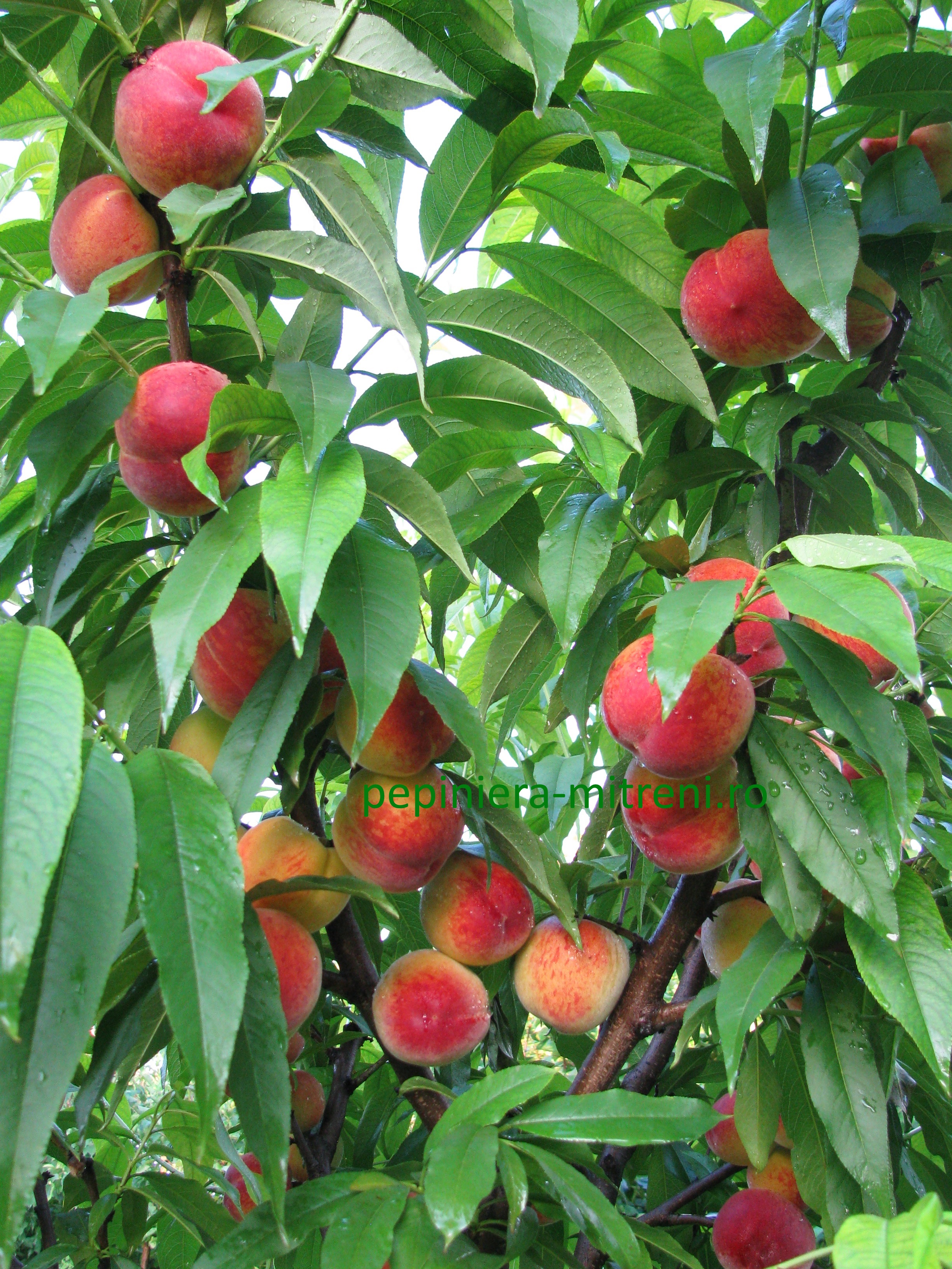 Pepiniera Mitreni - Activitati