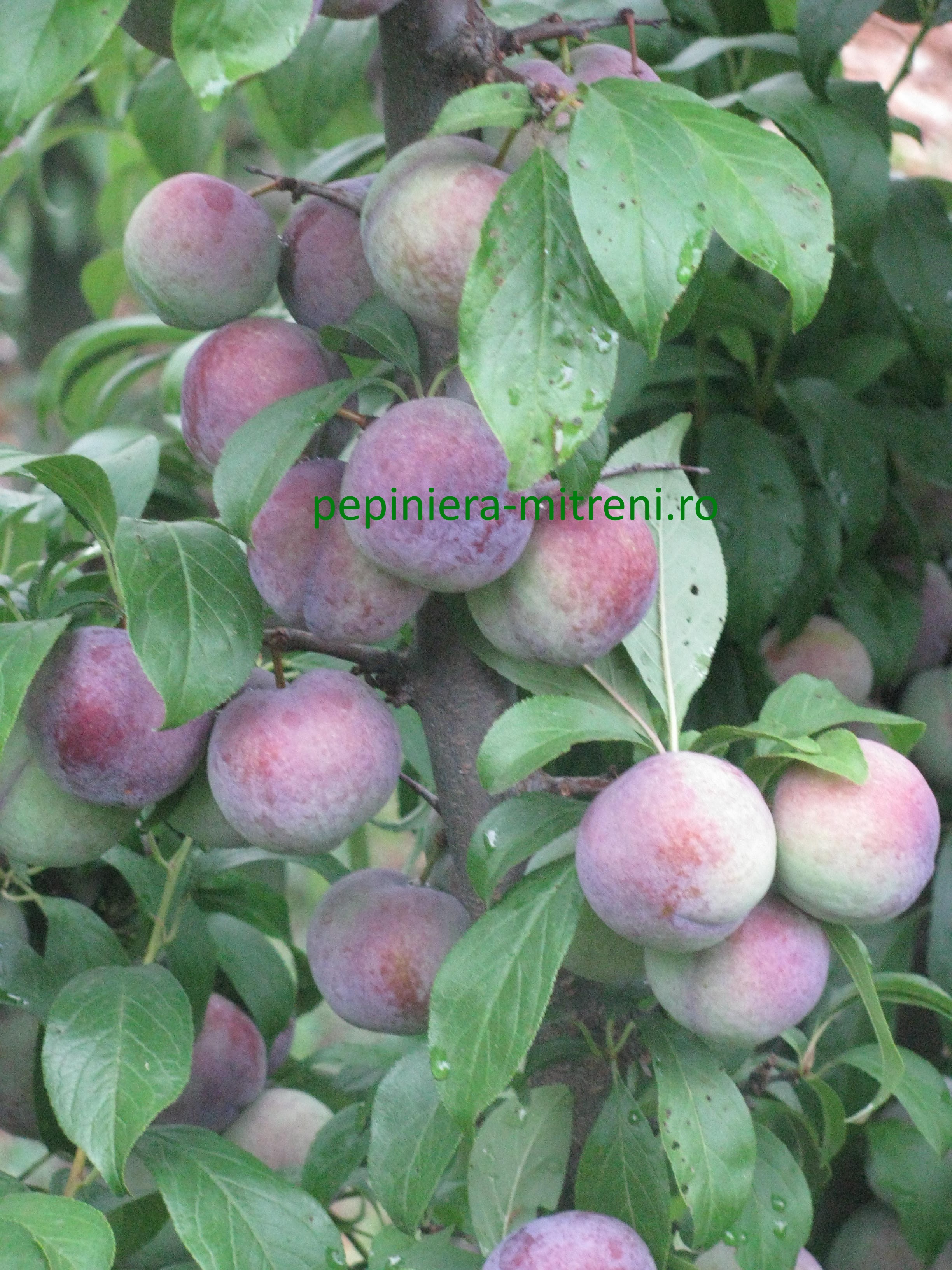 Pepiniera Mitreni - Activitati