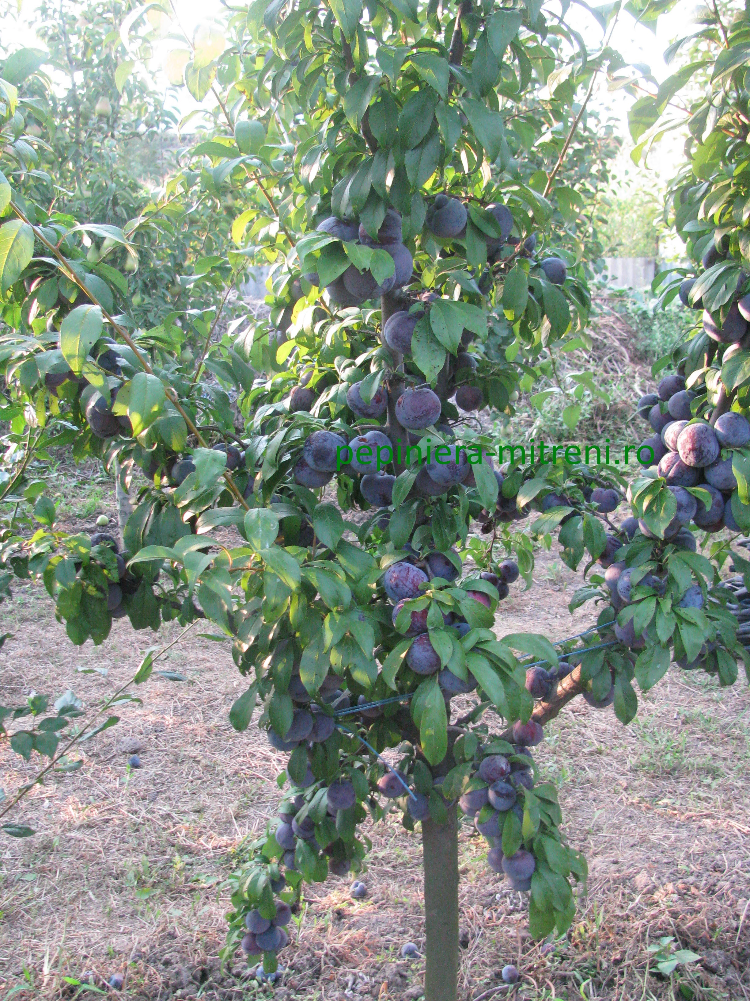 Pepiniera Mitreni - Activitati