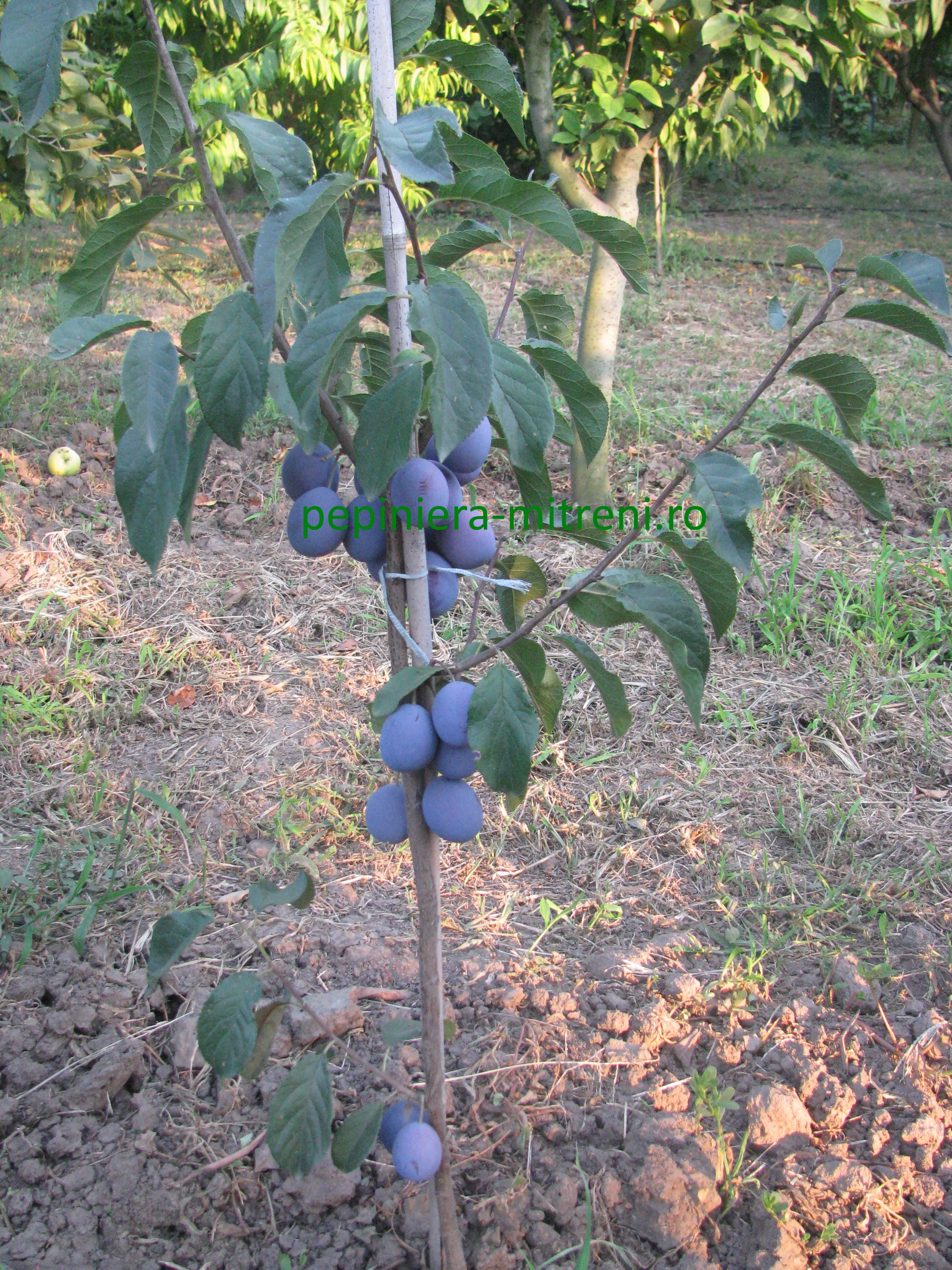 Pepiniera Mitreni - Activitati