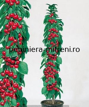 Pepiniera Mitreni - Ciresi Columnari