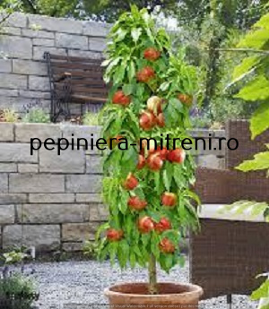 Pepiniera Mitreni - Nectarini Columnari