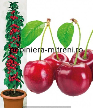 Pepiniera Mitreni - Visini Columnari