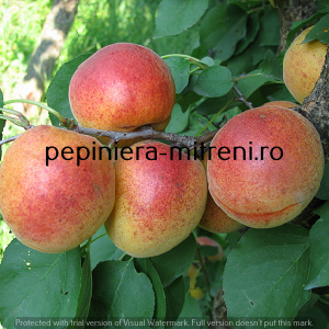 Pepiniera Mitreni - Caisi