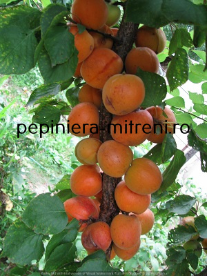 Pepiniera Mitreni - Caisi