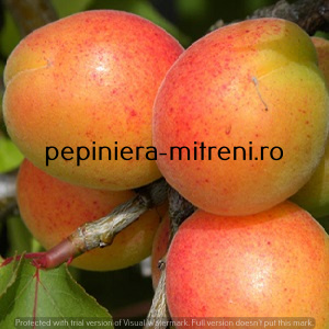 Pepiniera Mitreni - Caisi