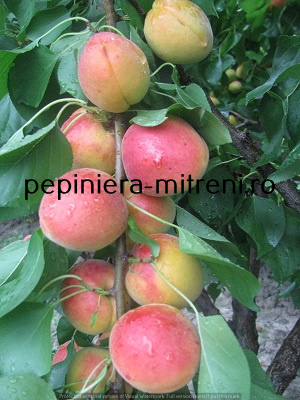 Pepiniera Mitreni - Caisi