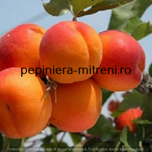 Pepiniera Mitreni - Caisi