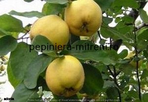 Pepiniera Mitreni - Gutui