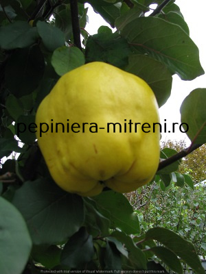 Pepiniera Mitreni - Gutui