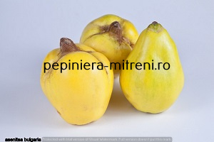 Pepiniera Mitreni - Gutui