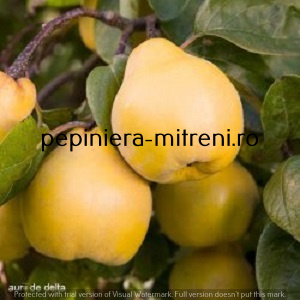 Pepiniera Mitreni - Gutui