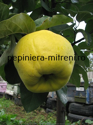 Pepiniera Mitreni - Gutui