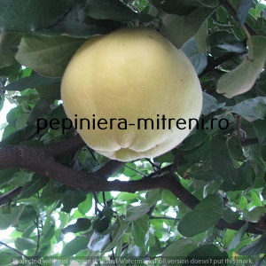 Pepiniera Mitreni - Gutui