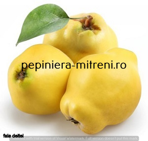 Pepiniera Mitreni - Gutui