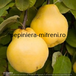 Pepiniera Mitreni - Gutui