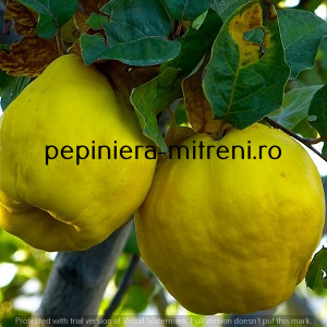 Pepiniera Mitreni - Gutui