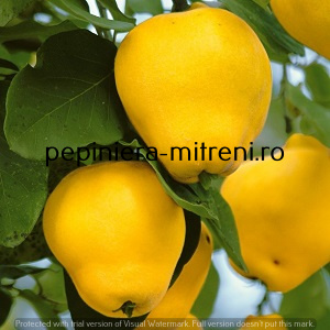 Pepiniera Mitreni - Gutui