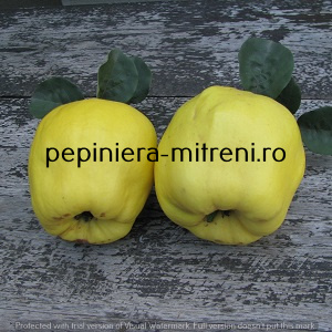 Pepiniera Mitreni - Gutui