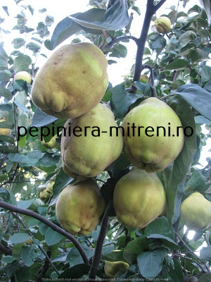 Pepiniera Mitreni - Gutui