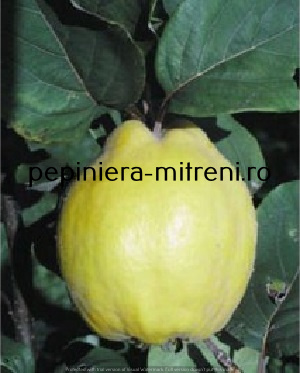 Pepiniera Mitreni - Gutui