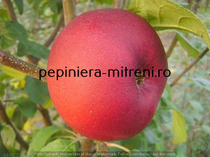 Pepiniera Mitreni - Meri