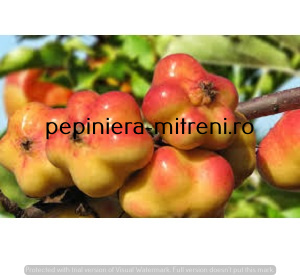 Pepiniera Mitreni - Meri