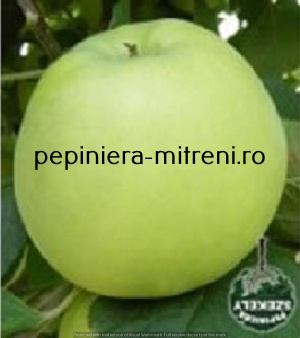Pepiniera Mitreni - Meri