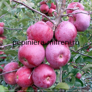 Pepiniera Mitreni - Meri