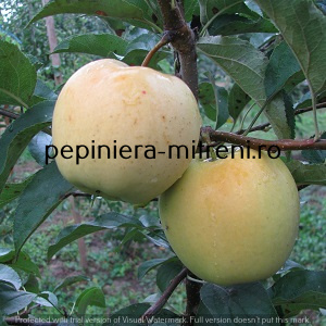 Pepiniera Mitreni - Meri