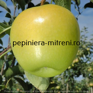 Pepiniera Mitreni - Meri