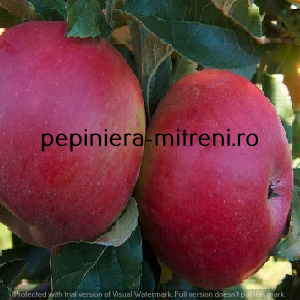 Pepiniera Mitreni - Meri
