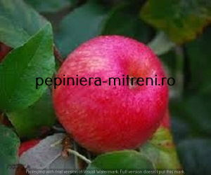 Pepiniera Mitreni - Meri