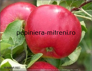 Pepiniera Mitreni - Meri