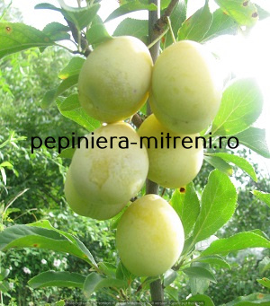 Pepiniera Mitreni - Pruni