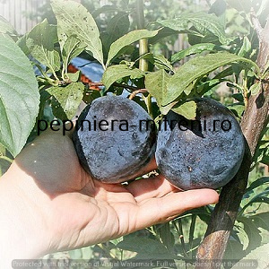 Pepiniera Mitreni - Pruni