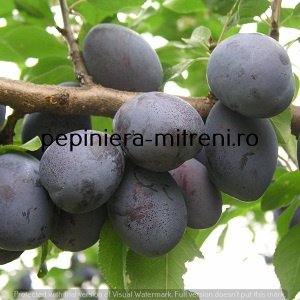 Pepiniera Mitreni - Pruni