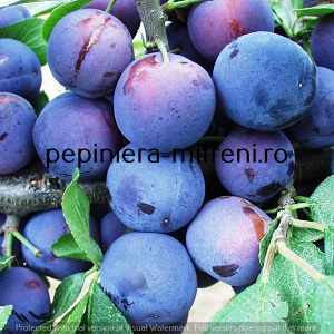 Pepiniera Mitreni - Pruni