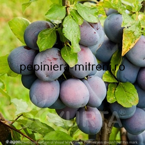 Pepiniera Mitreni - Pruni