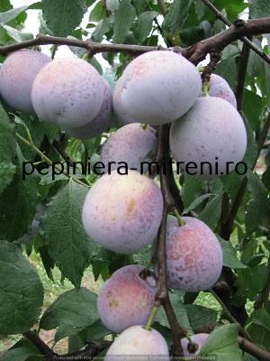Pepiniera Mitreni - Pruni