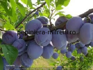Pepiniera Mitreni - Pruni