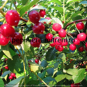 Pepiniera Mitreni - Visini